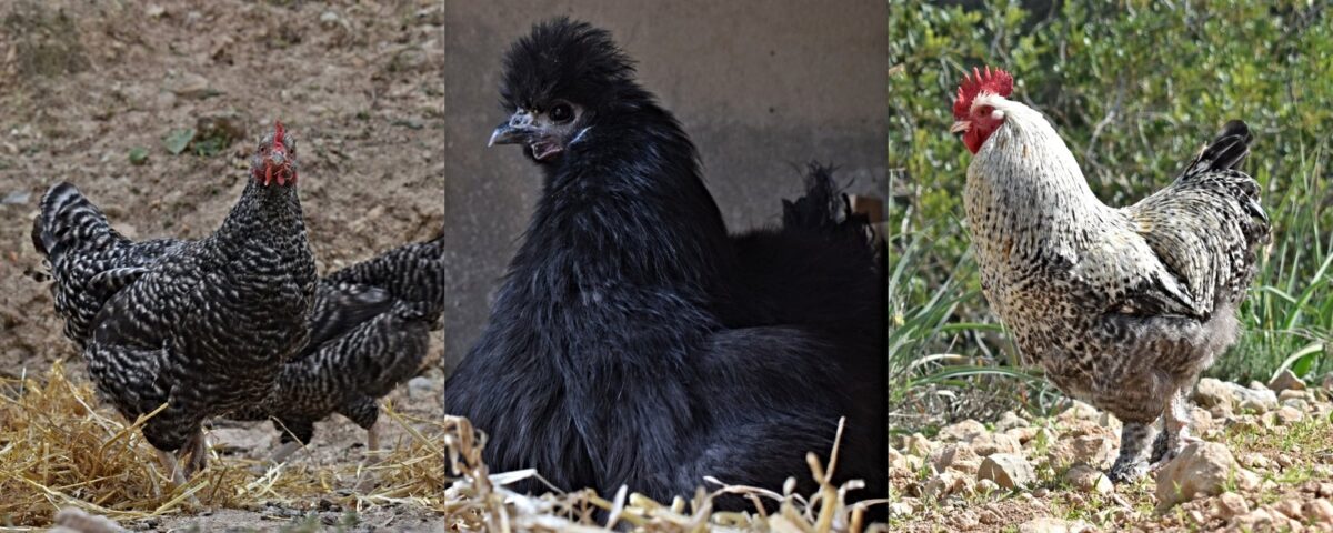 Diferencias entre Razas de Gallinas Puras e Híbridas