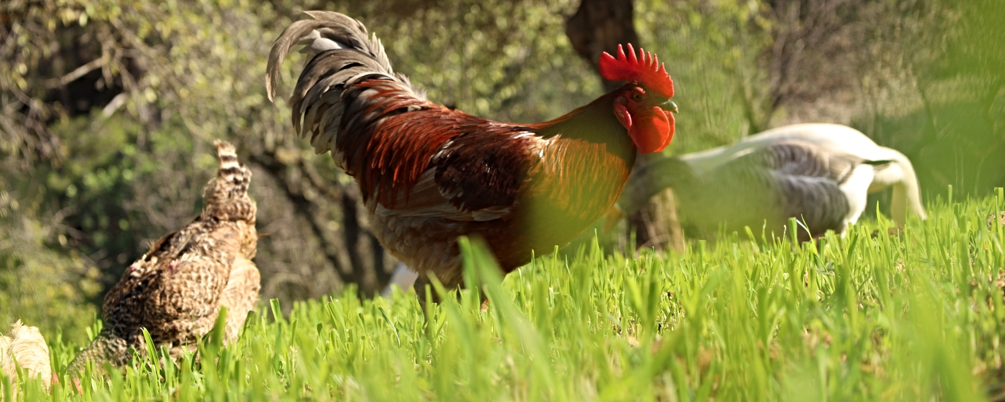 Cuidados de las Gallinas en Primavera