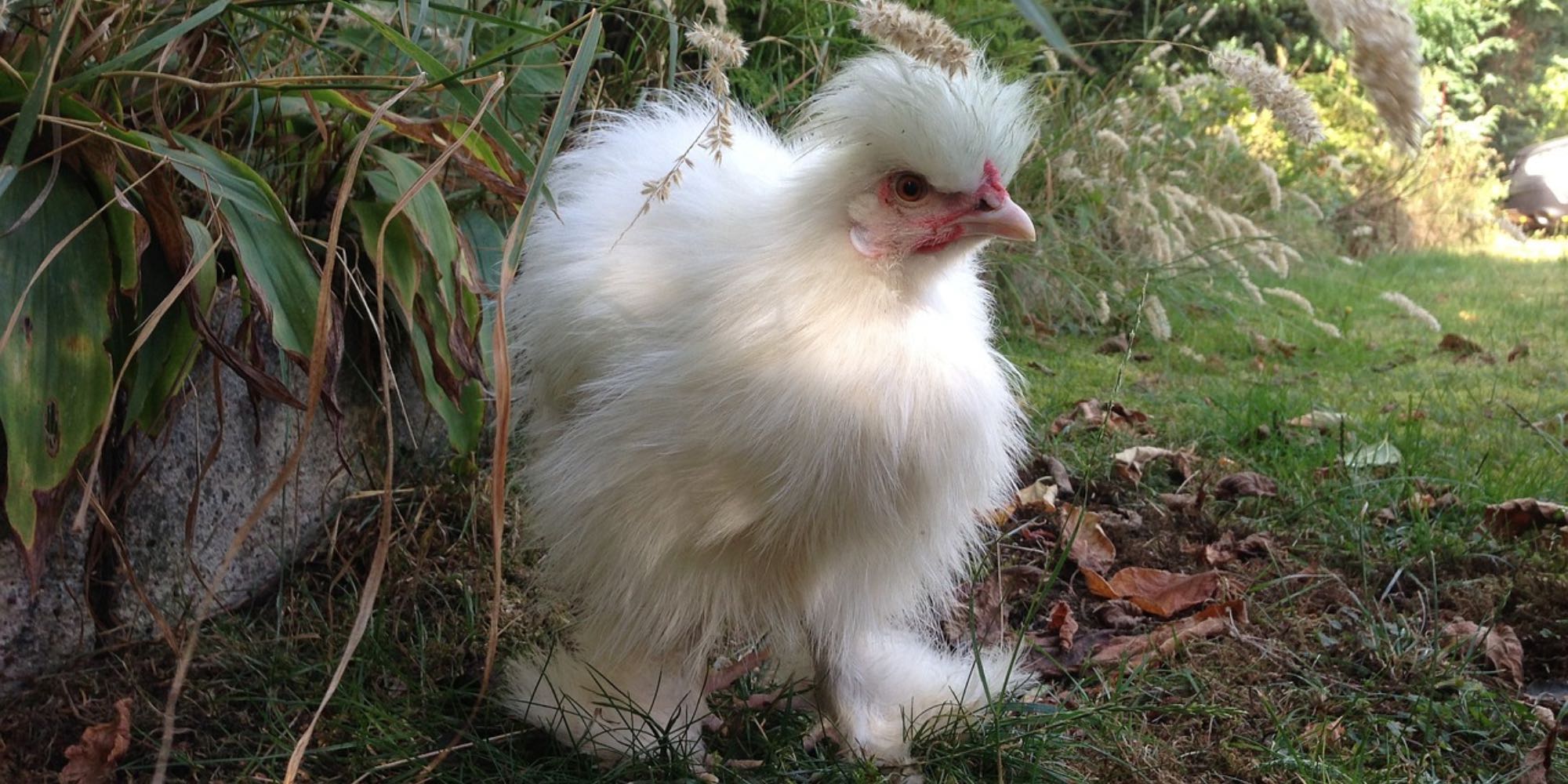 8 GALLINAS BLANCAS - Ponedoras, razas: leghorn, araucana,
